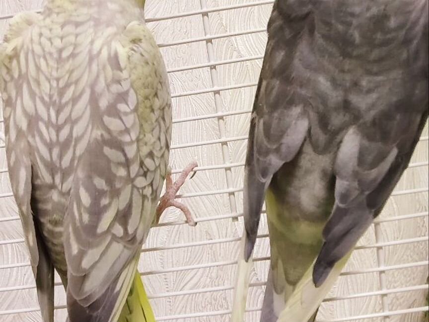 Сложившаяся пара корелл