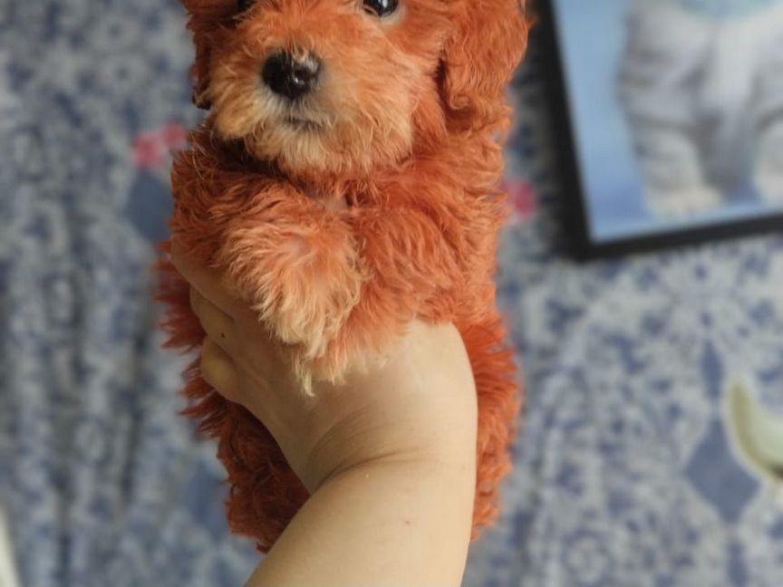 Мальтипу ф 1