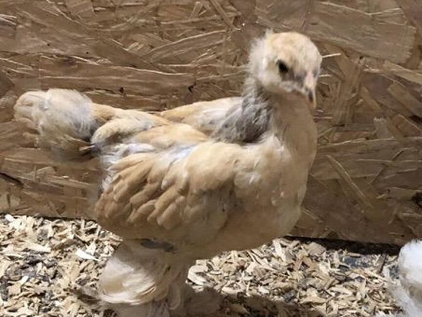 Цыплята брамы палевой