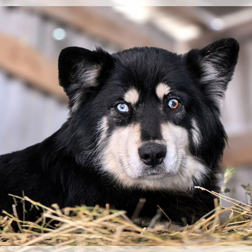 Взрослая собака в добрые руки