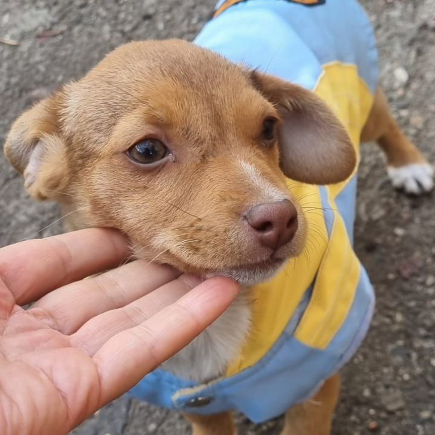 Щенок в добрые руки