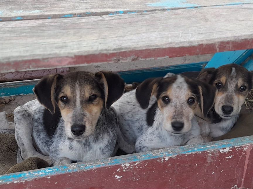 Щенки в добрые руки даром