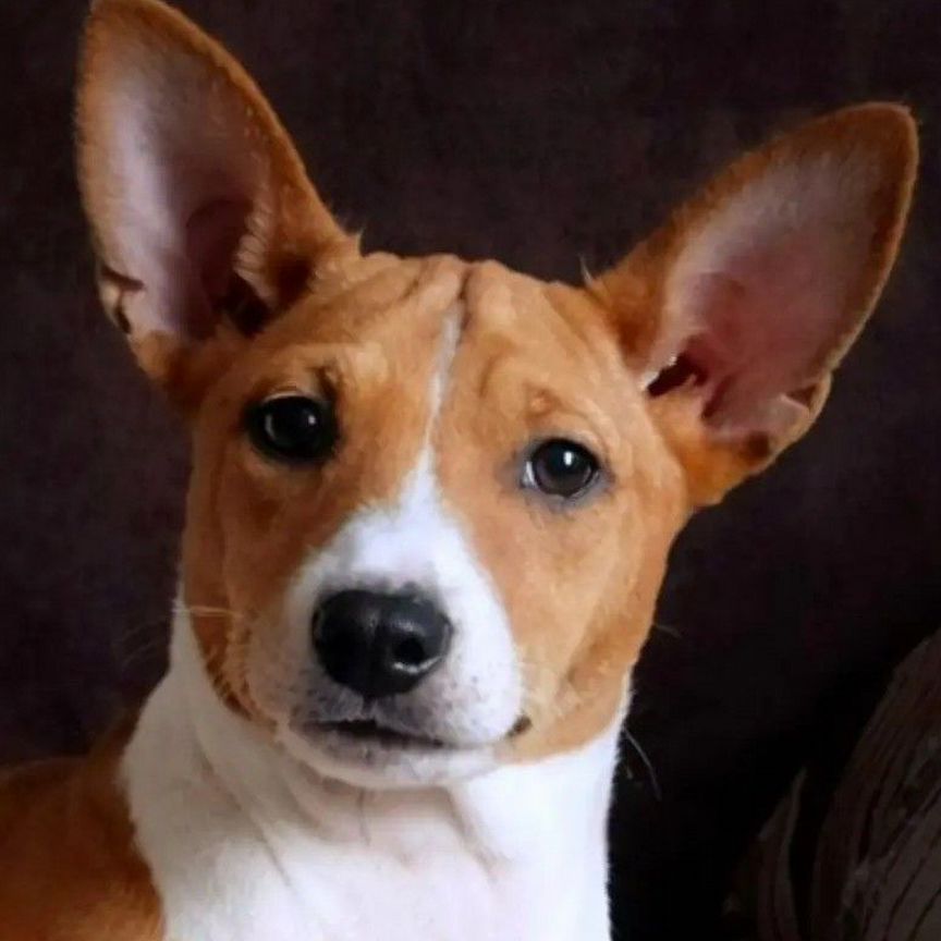 Басенджи, щенок