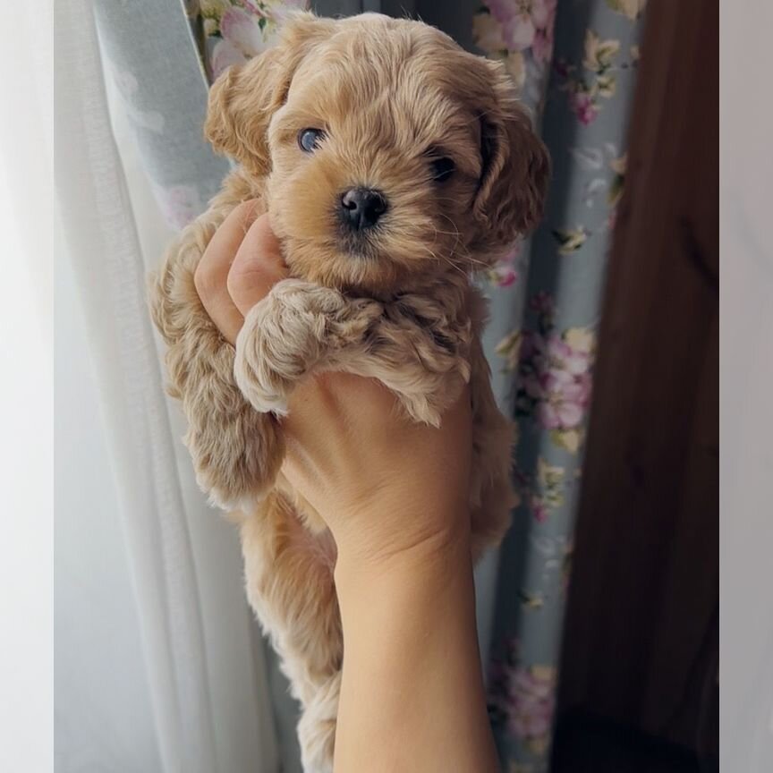 Мальтипу, щенок