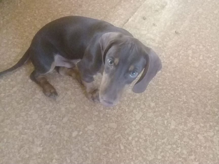 Кроличья такса