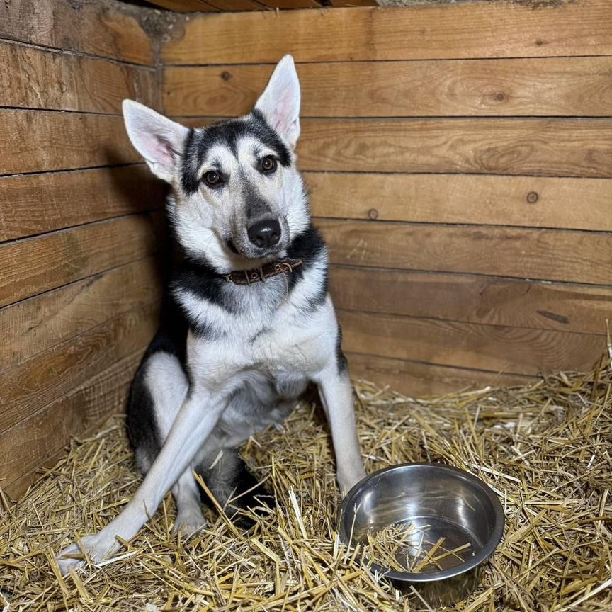 Вьюга ищет дом