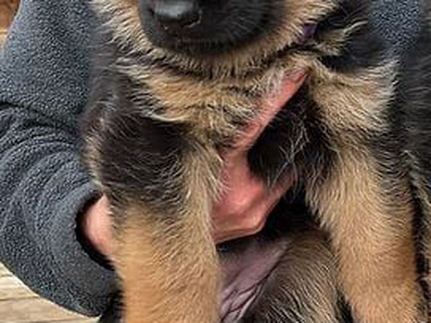 Щенки немецкой овчарки