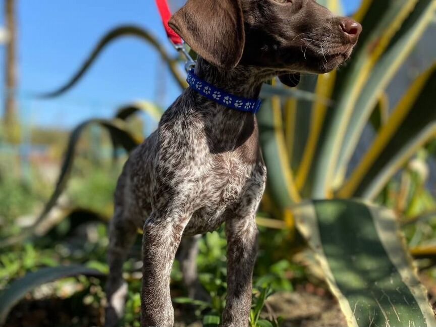 Активный щенок ищет жом