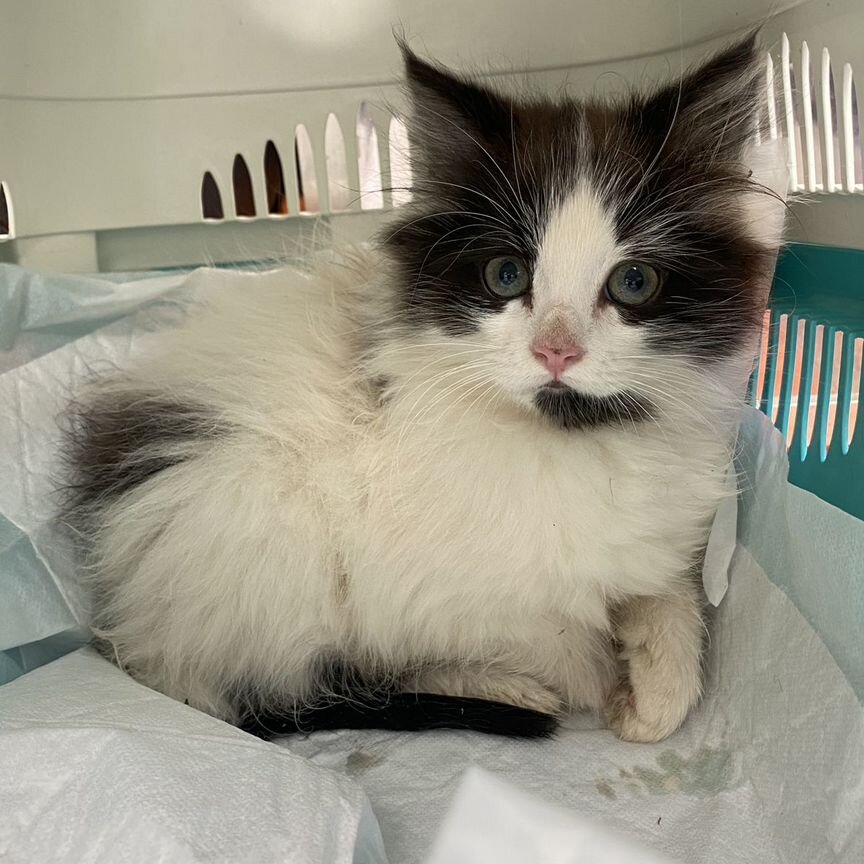 Котёнок из приюта