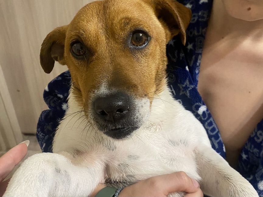 Джек Рассел терьер найден