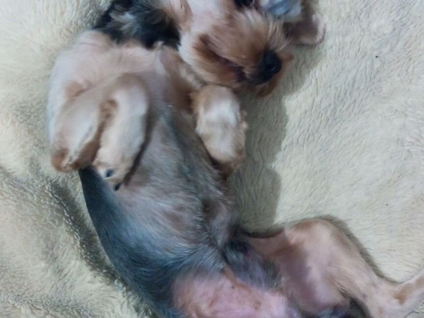 Йоркширский терьер-мини вязка