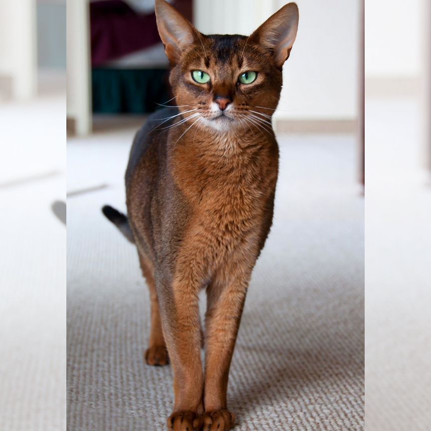 Абиссинский, взрослый кот