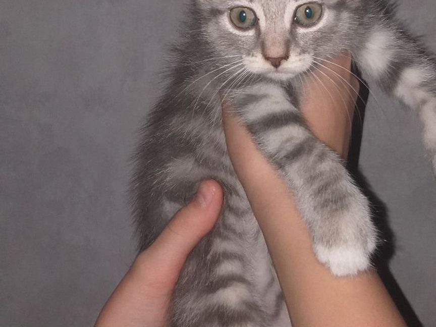 Шотландская