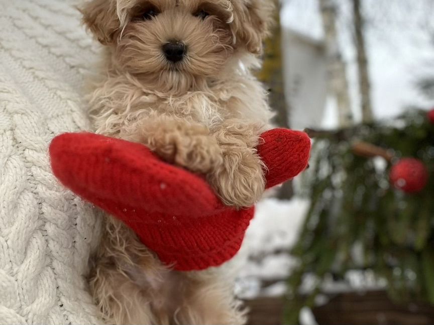 Мальтипу ф1