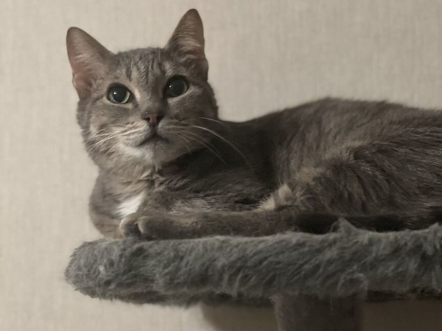 Кошка