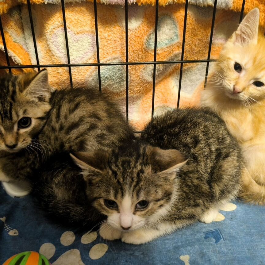 Котёнок в добрые руки