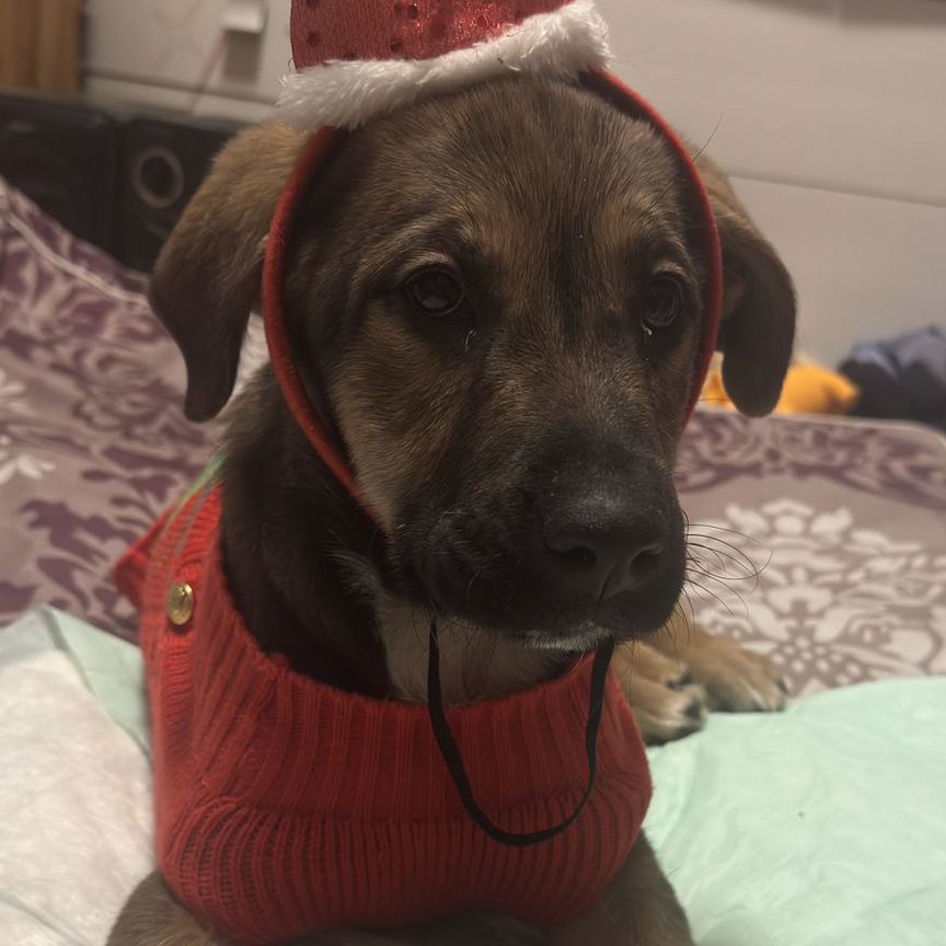 Щенок в добрые руки