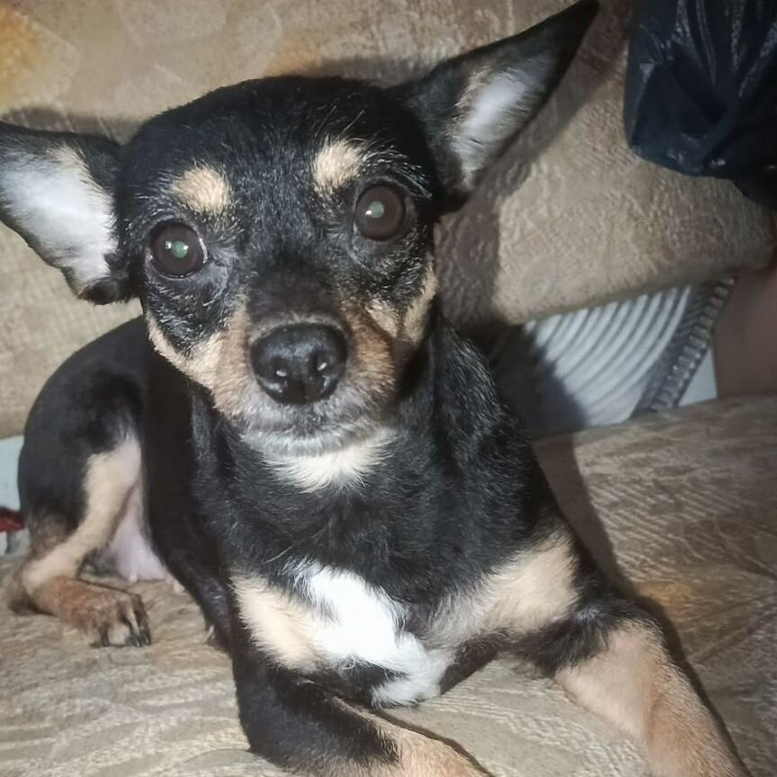 Русский той-терьер, взрослая собака