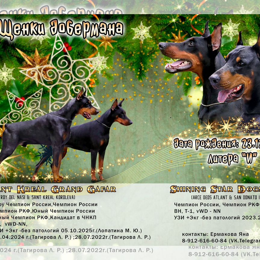 Доберман, щенок