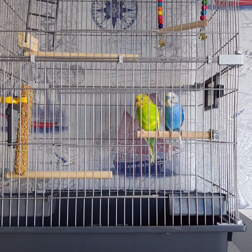 Волнистый попугай