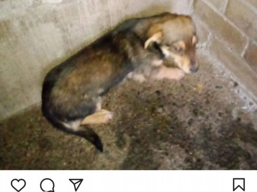 Песик ищет новых хозяев