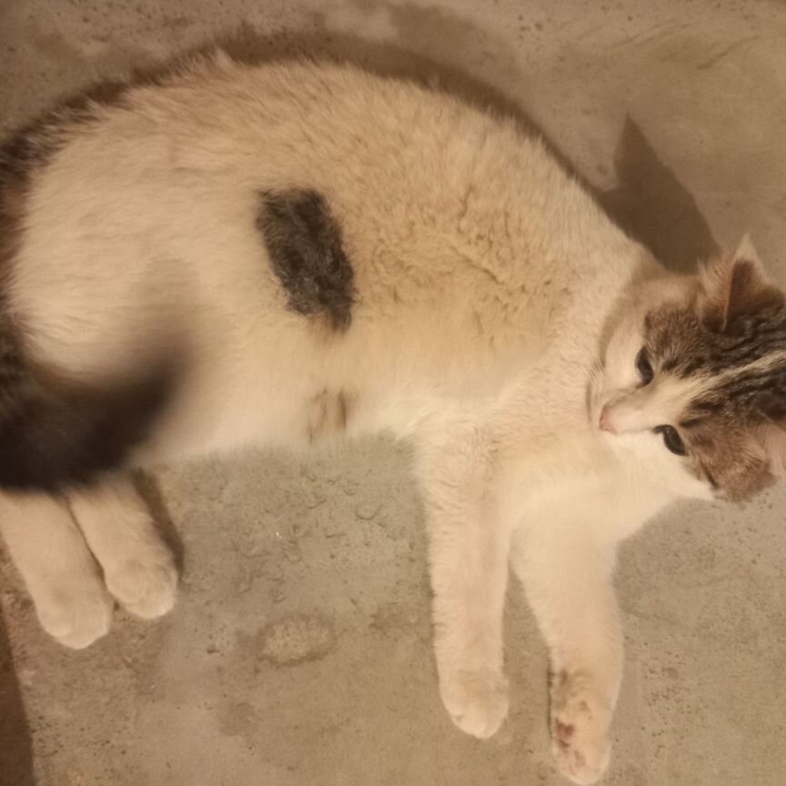 Подросший котёнок мышеловка девочка