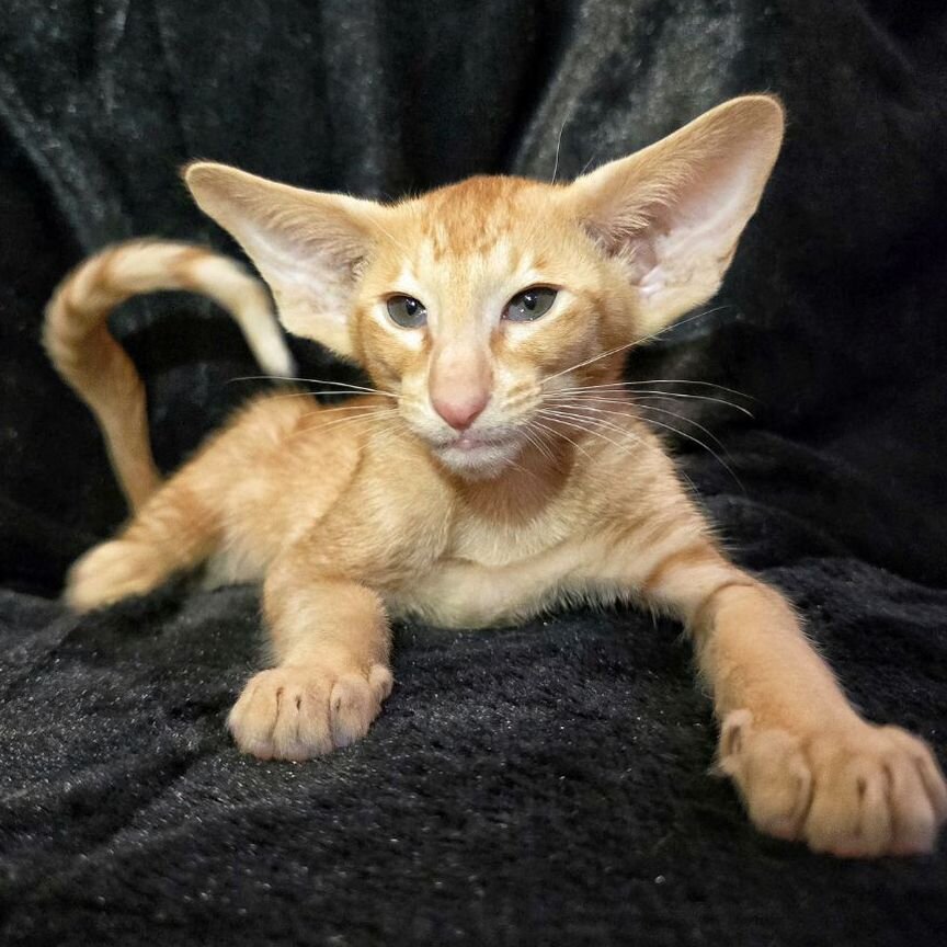 Ориентальный котик