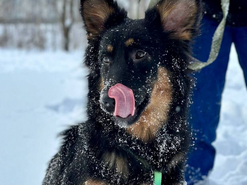 Малышка Мальта пропадёт в приюте