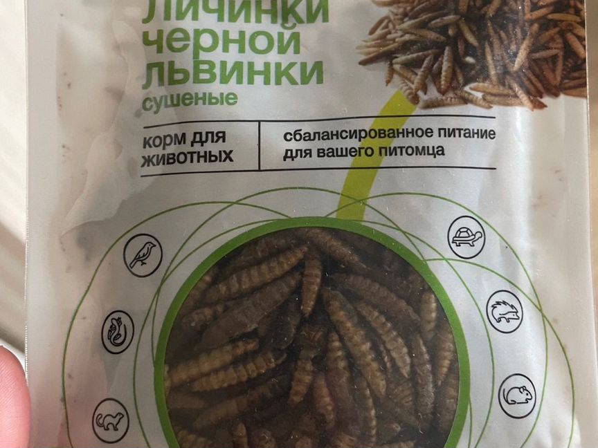 Личинки черной львинки