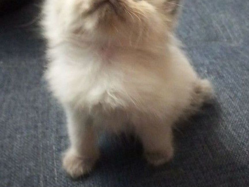 Сиамские котята