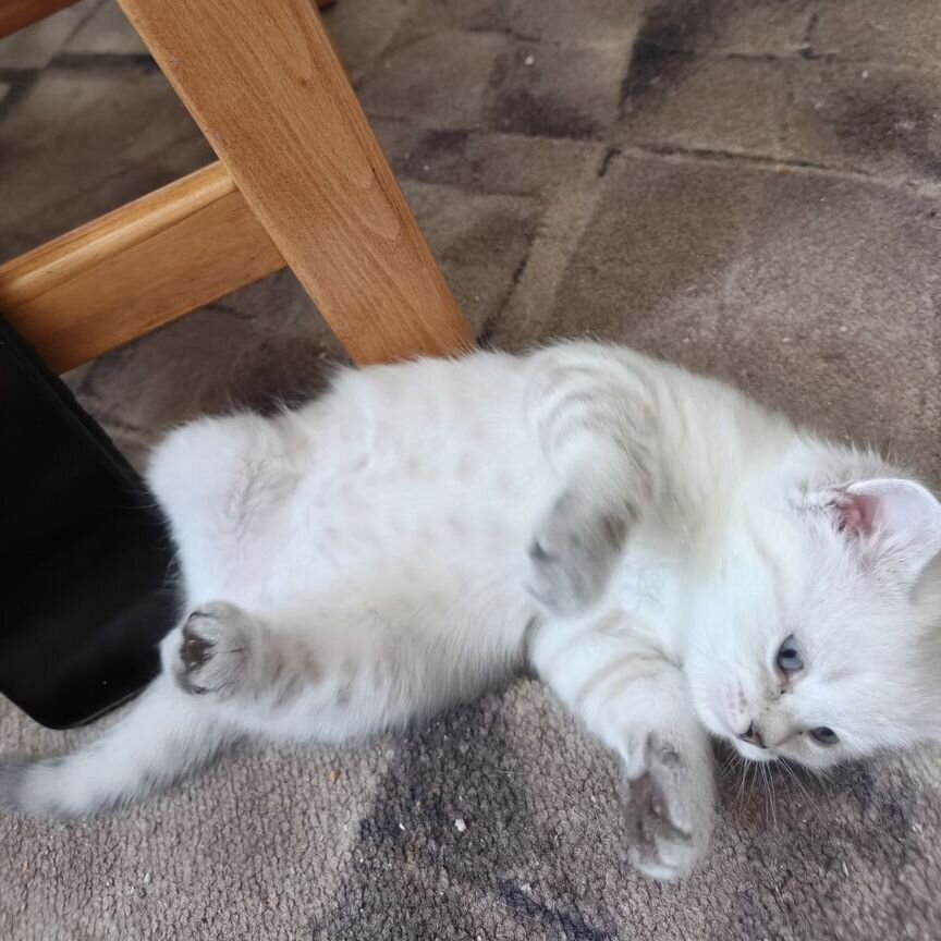Шотландский вислоухий короткошёрстный котёнок
