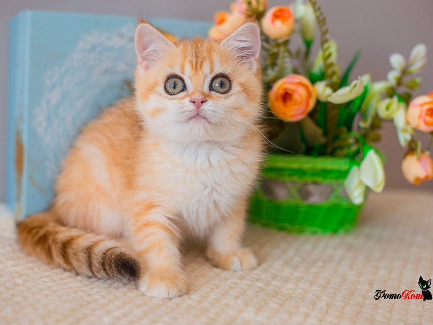 Британская золотиночка кошечка