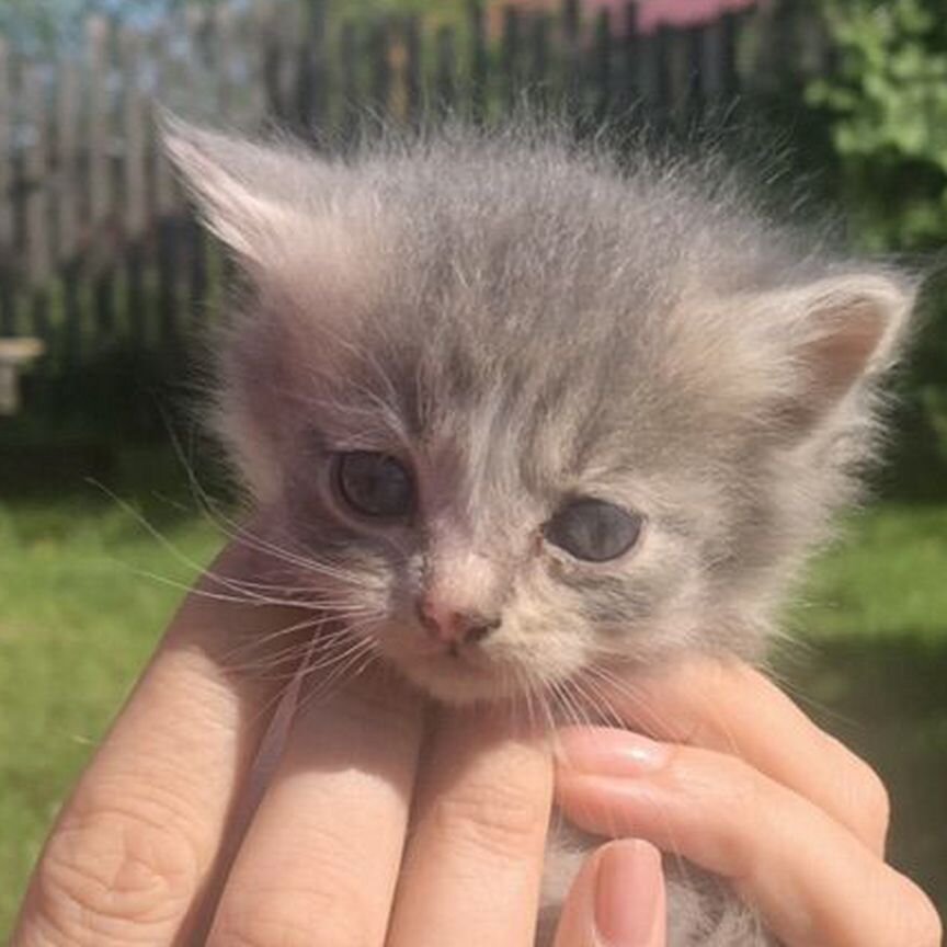 Котёнок в добрые руки