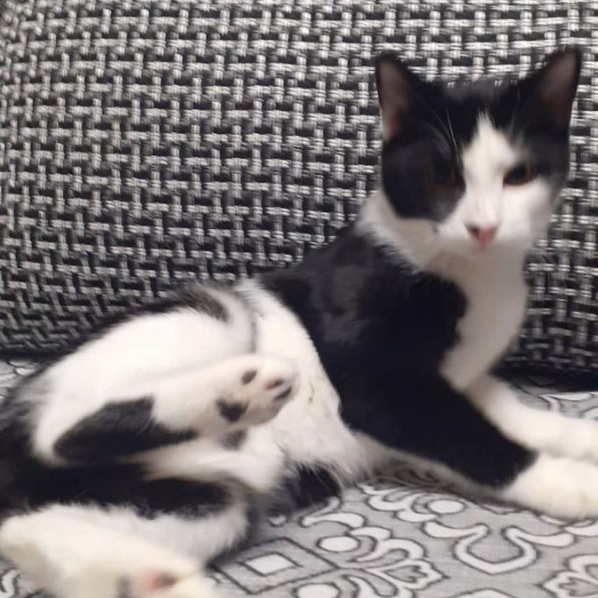Котёнок Феликс