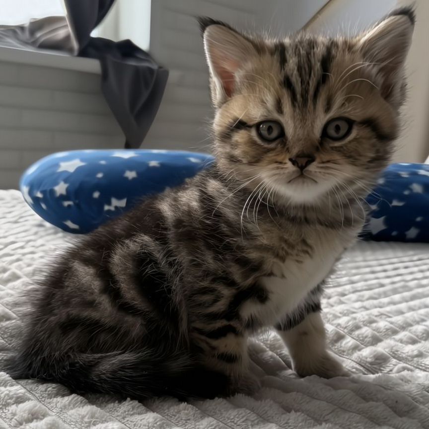 Шотландский прямоухий короткошёрстный котёнок