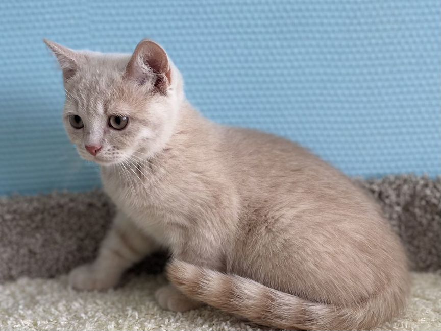 Британский котёнок - кошечка