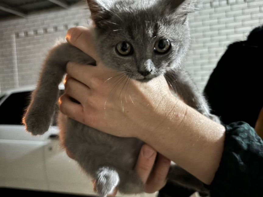 Котенок мальчик идет в туалет кушает всё