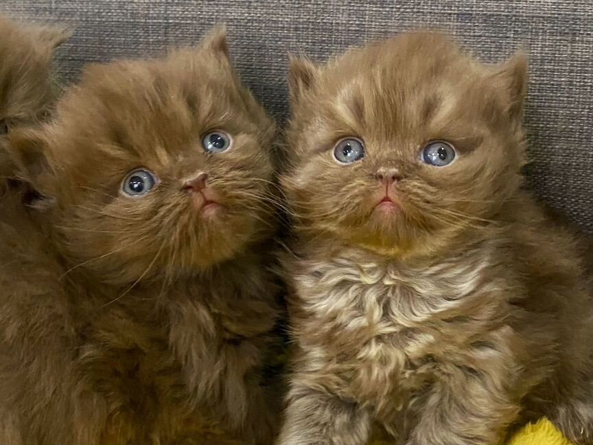 Невероятное шоколадное чудо