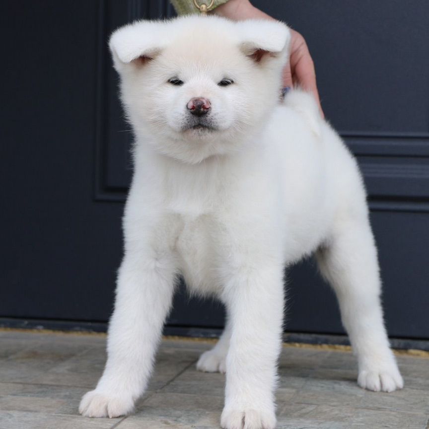 Акита-ину, щенок