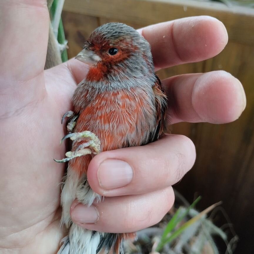 Кенар, канарейки