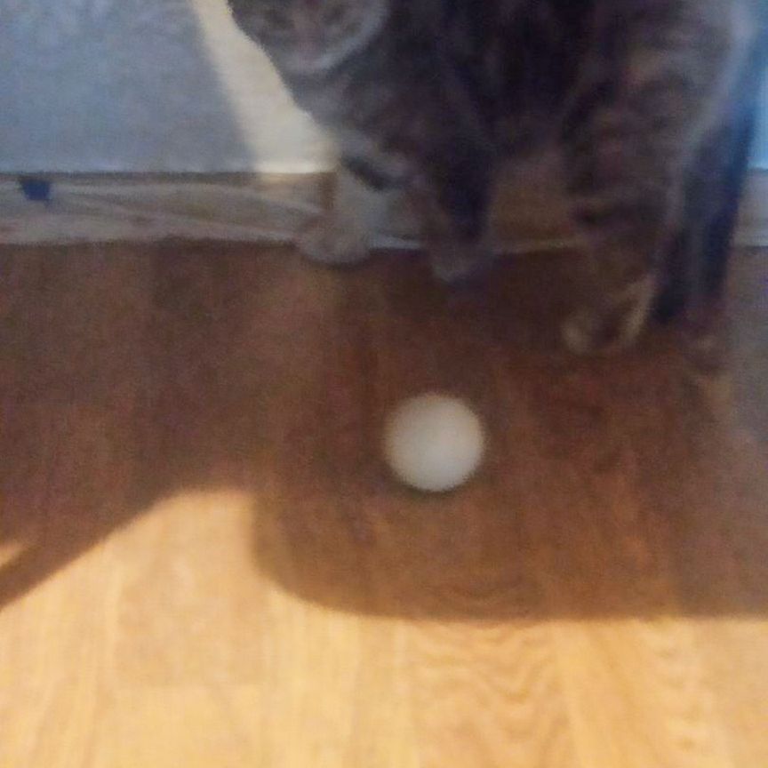 Котенок 5 месяцев отдаю