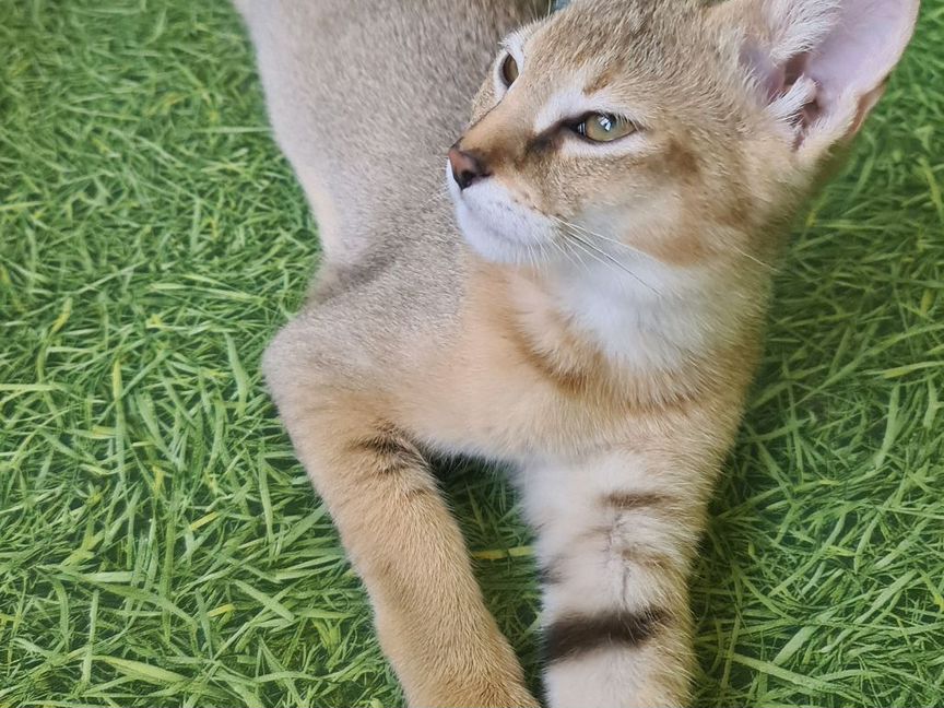 Котята чаузи ф1