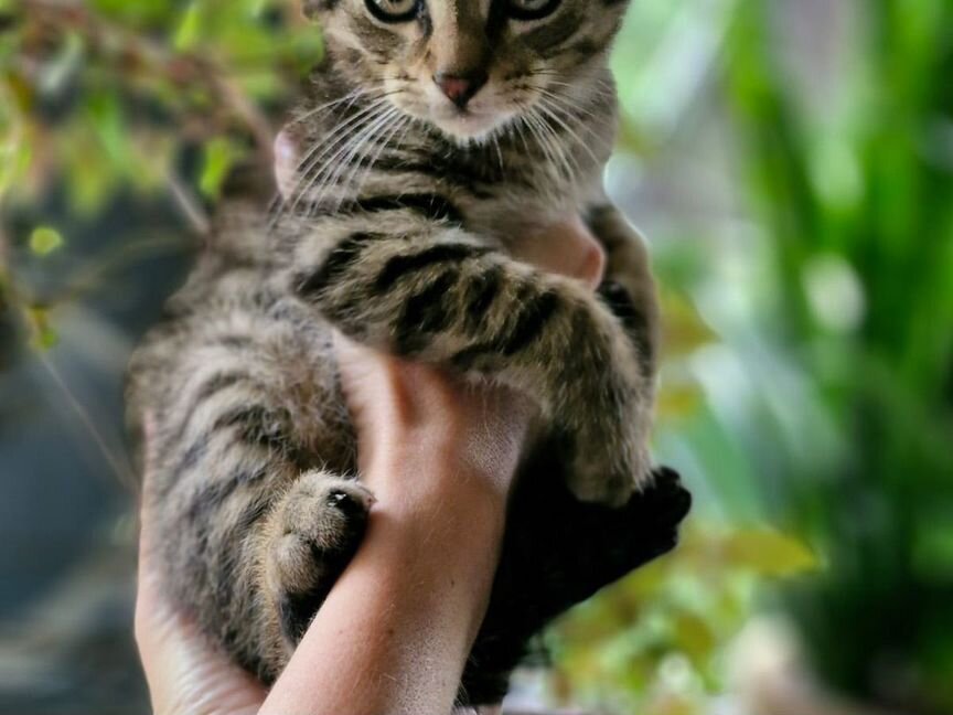 Котенок потеряшка
