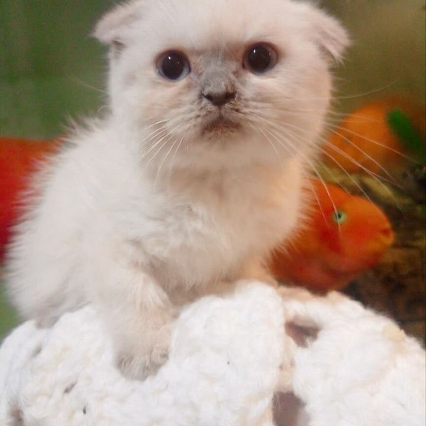 Шотландский котик
