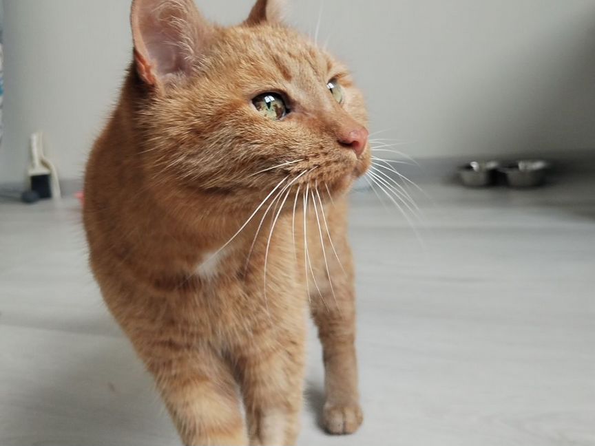 Отдам кота в добрые руки