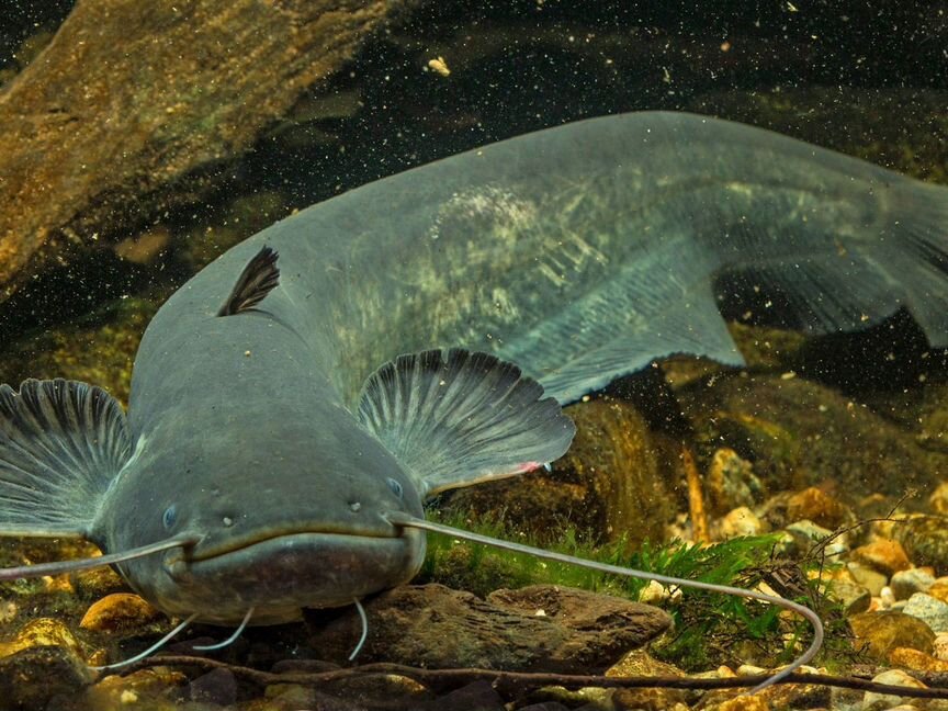 Сом обыкновенный хищник для пруда