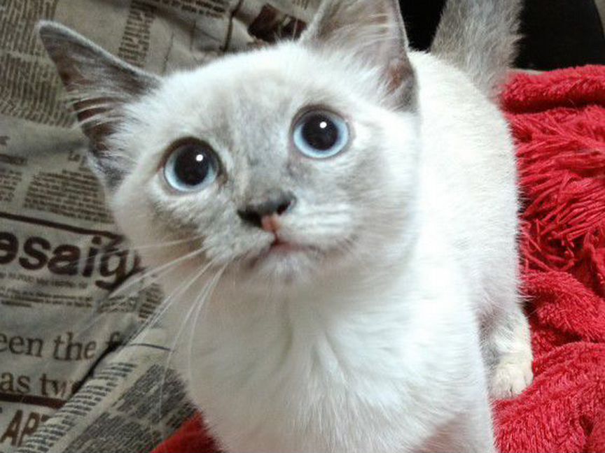 Тайская кошечка