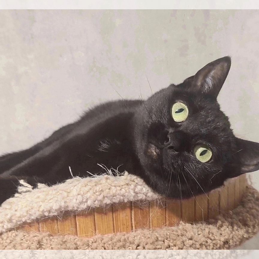 Абиссинская, взрослая кошка