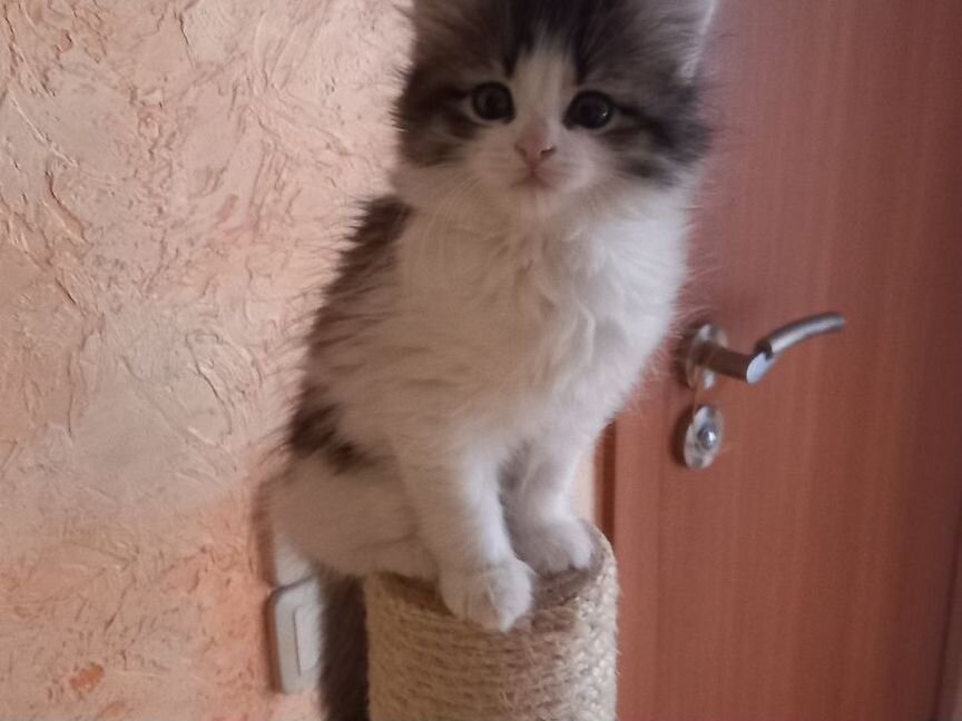 Сибирская красотка