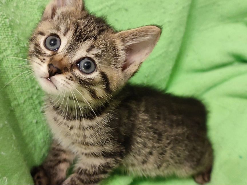 Видео малыши полосатики пузики в горошек